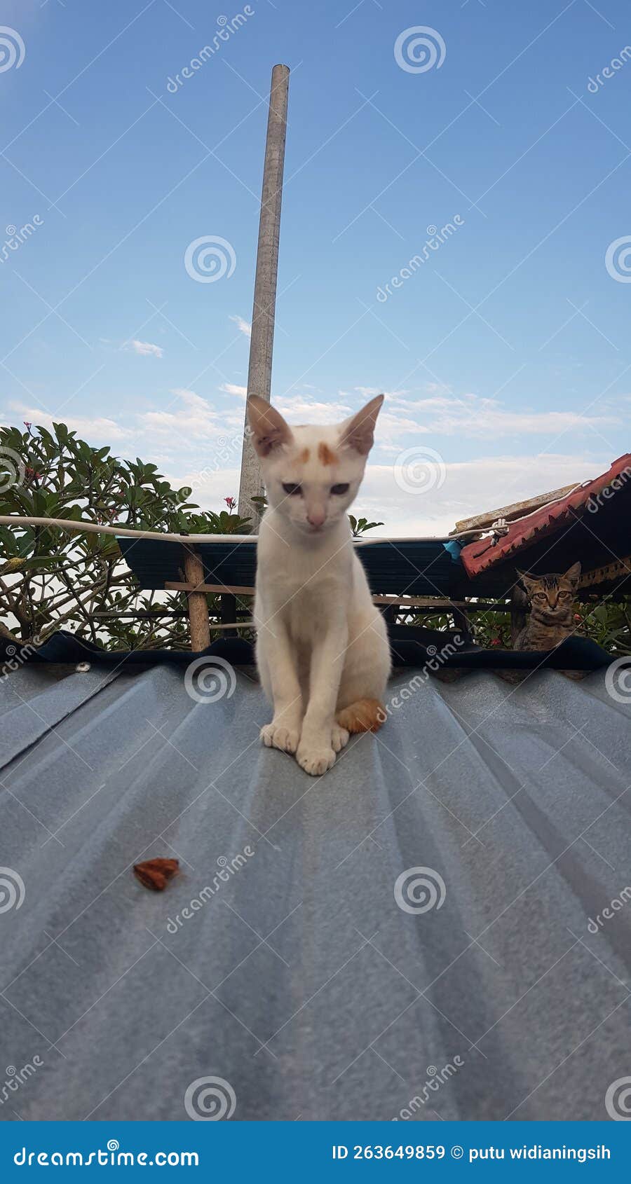 White catty on the roof stock image. Image of catty - 263649859