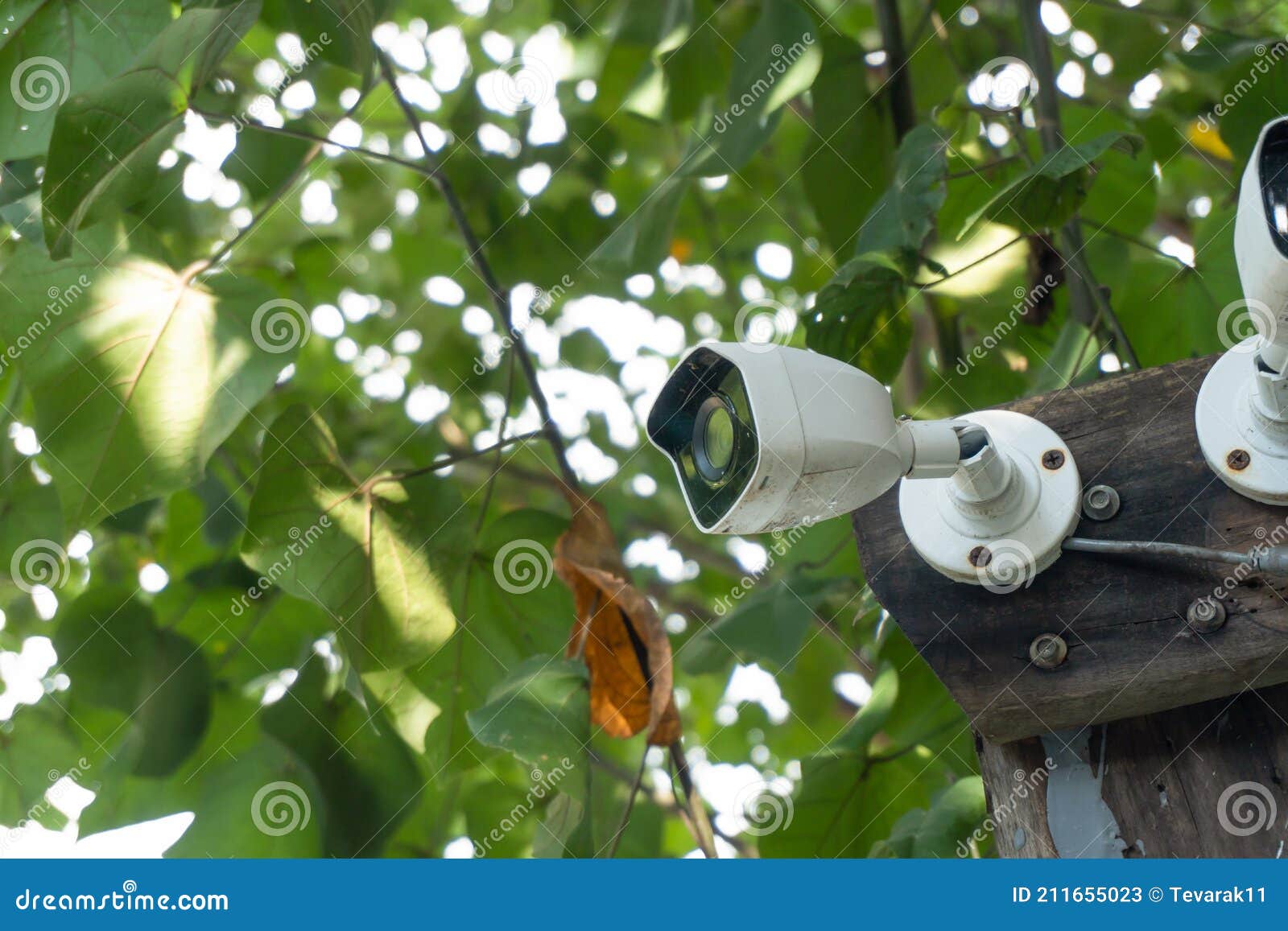 White CCTV Installed on the Tree Which Refer To Harmony between ...
