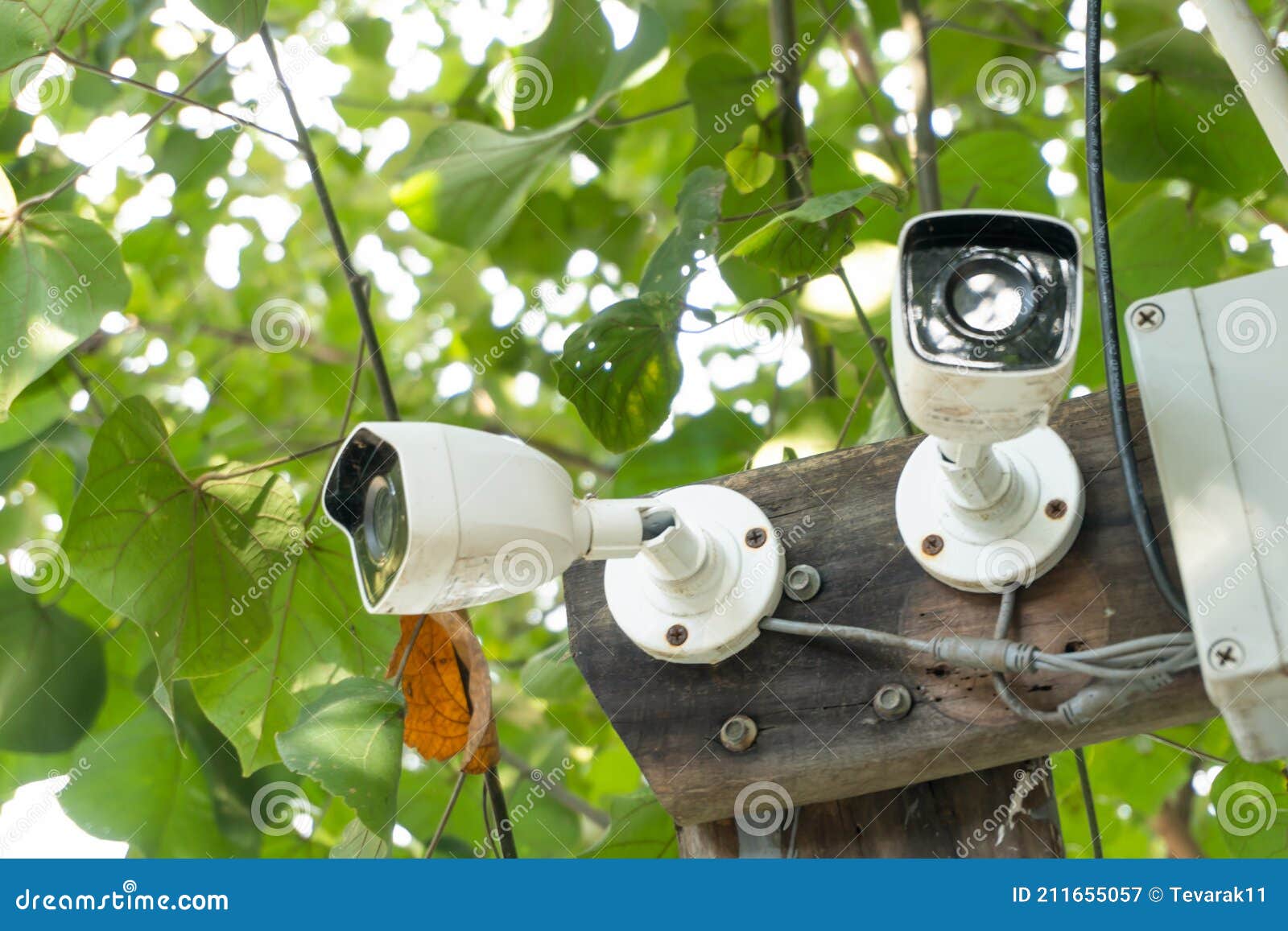 White CCTV Installed on the Tree Which Refer To Harmony between ...