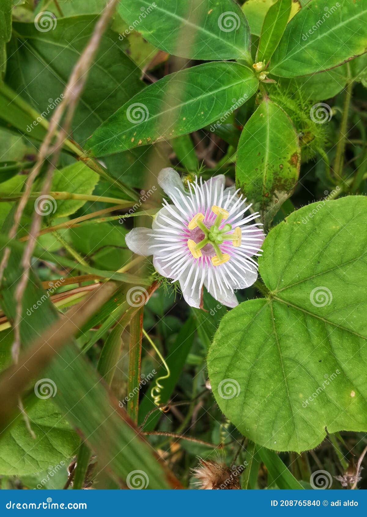 White Cecendet Flower from Indonesia 2 Stock Photo - Image of shrub ...