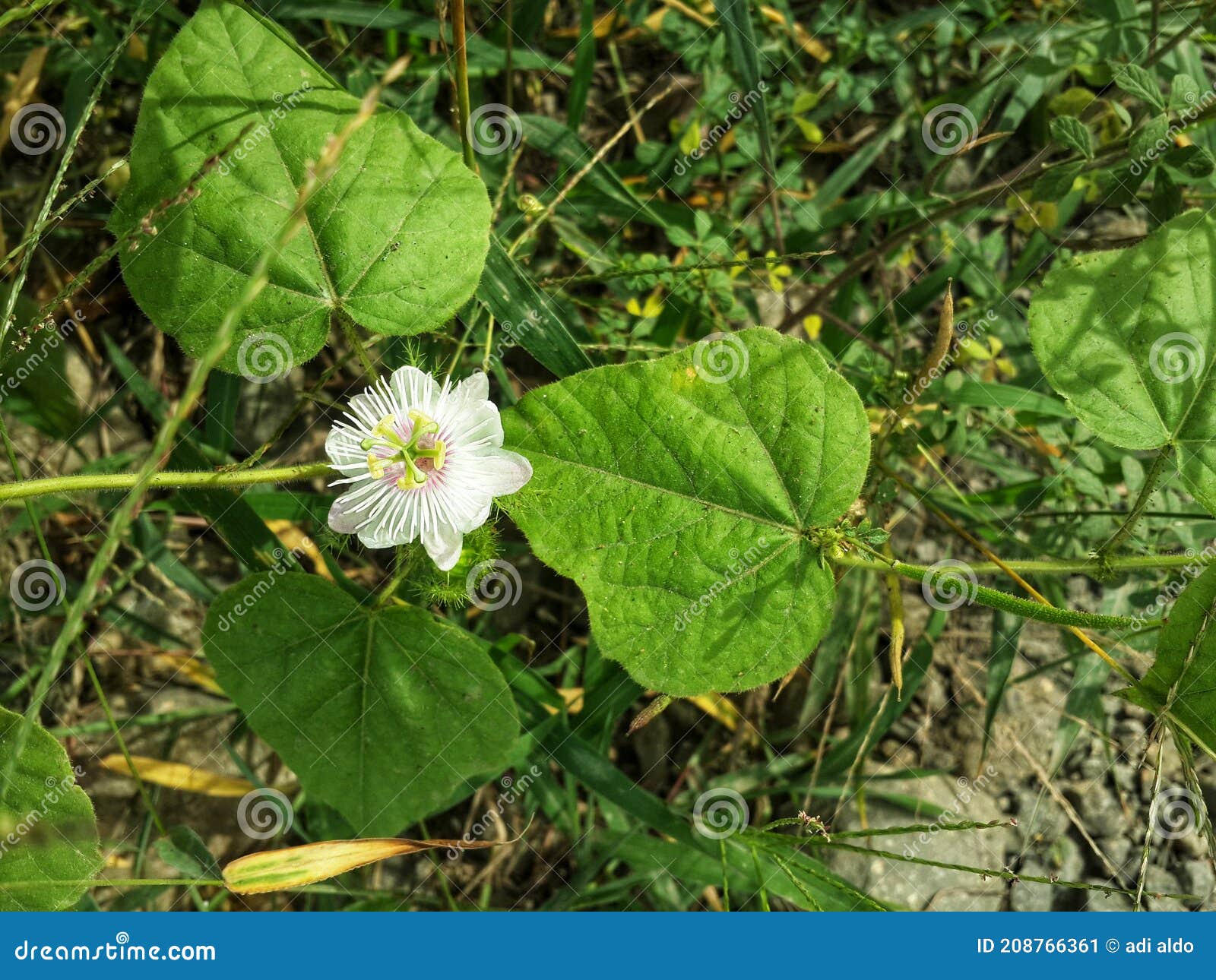 White Cecendet Flower from Indonesia 7 Stock Image - Image of flower ...