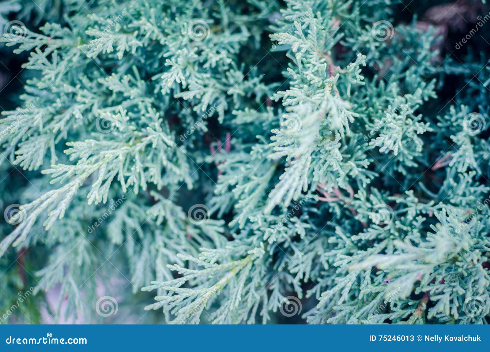 White cedar background stock image. Image of greenery - 75246013