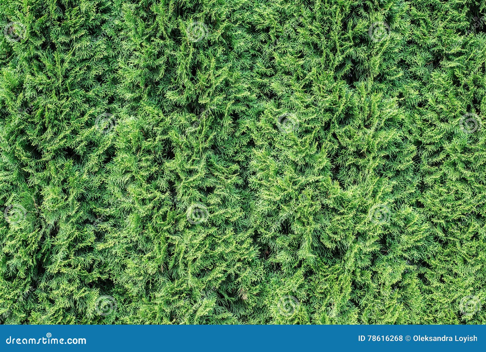 White cedar background. stock photo. Image of foliage - 78616268