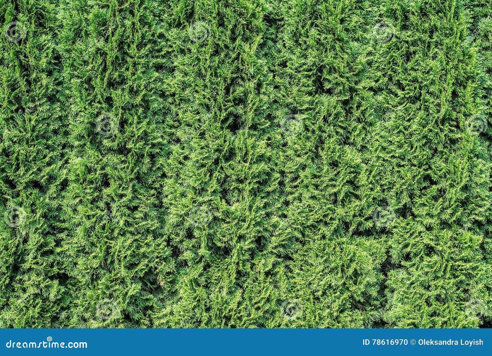 White cedar background. stock photo. Image of foliage - 78616970