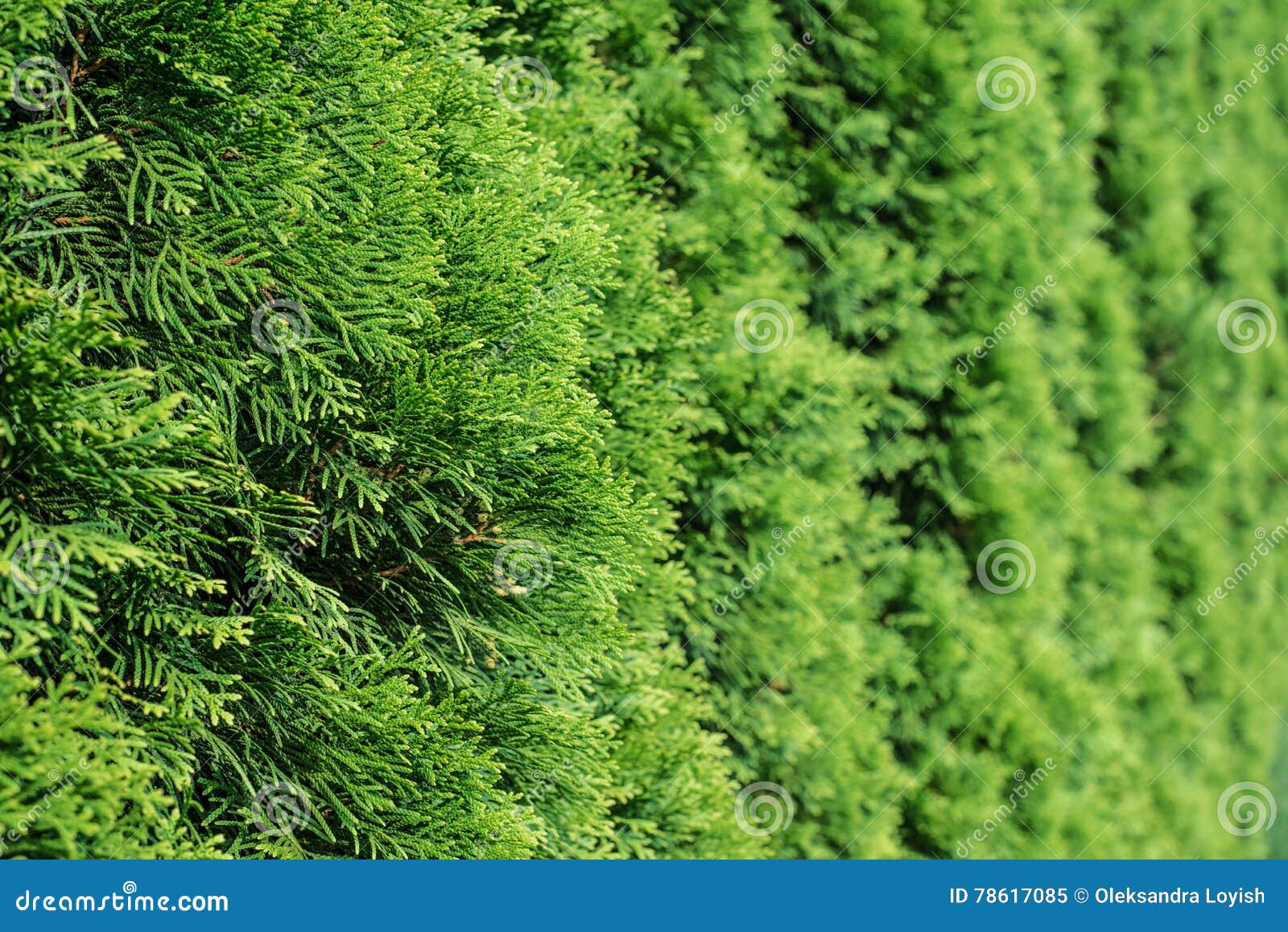 White cedar background. stock image. Image of foliage - 78617085