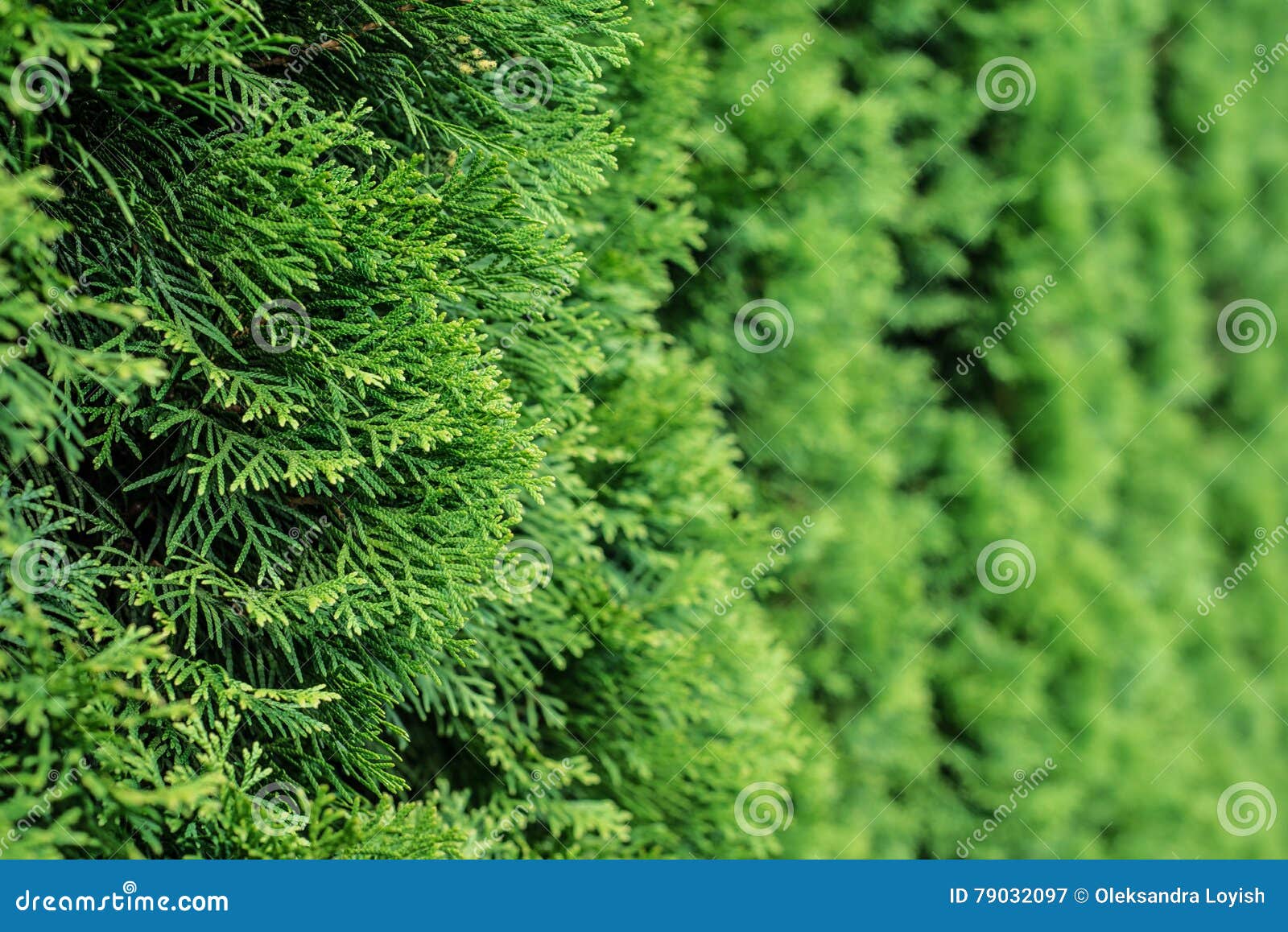 White cedar background. stock image. Image of fresh, carpet - 79032097