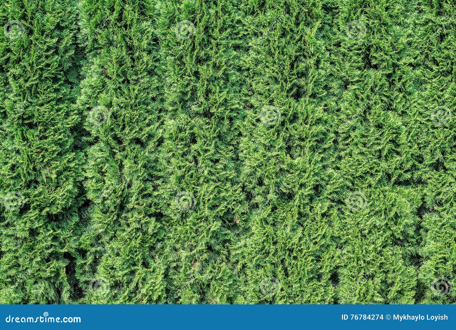 White cedar background. stock photo. Image of green, fresh - 76784274