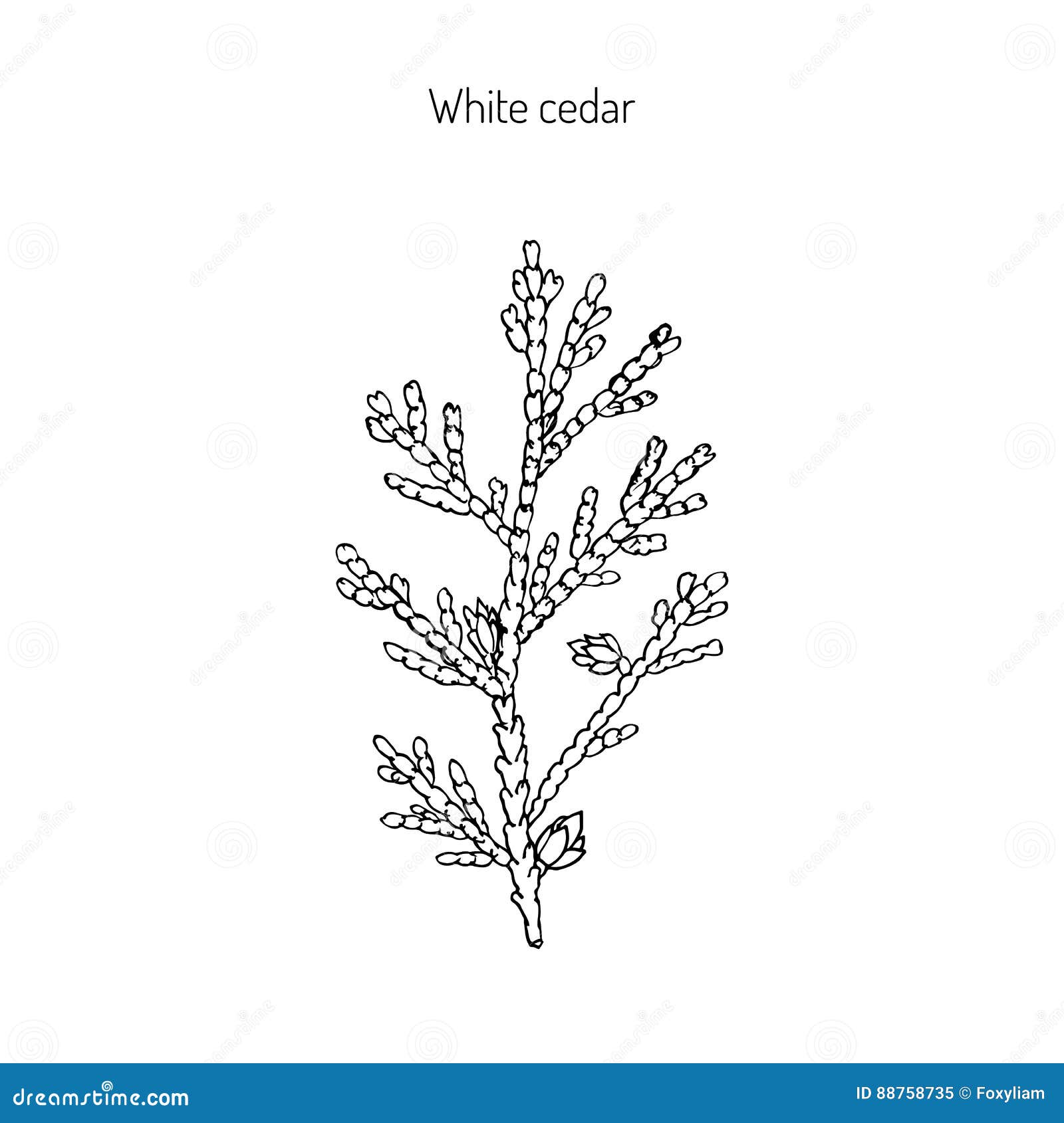 White cedar branch stock vector. Illustration of ornamental - 88758735