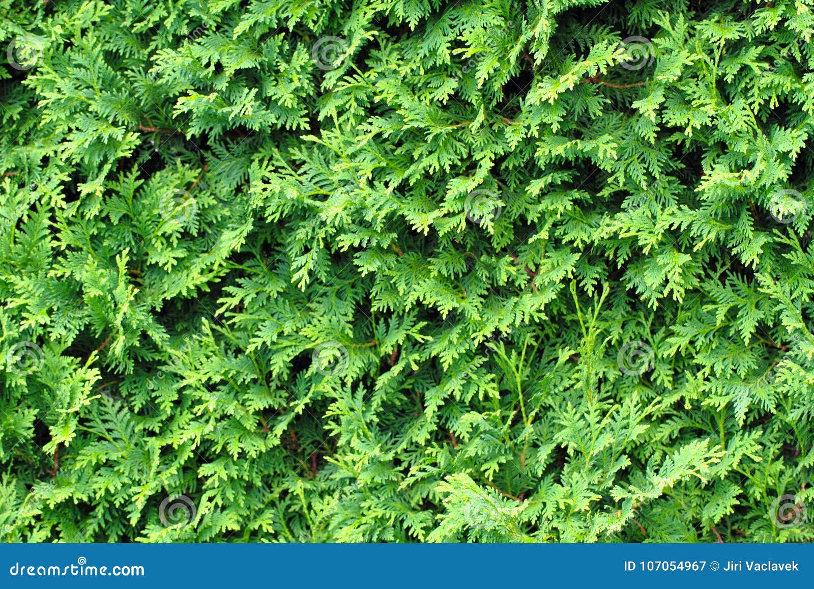 White Cedar Leaves Background Stock Image - Image of branch, oriental ...