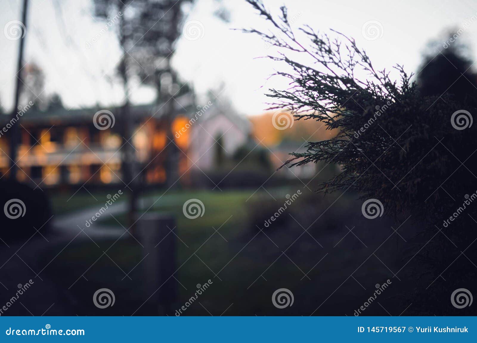 White Cedar Near the House while Sunset Stock Image - Image of ...