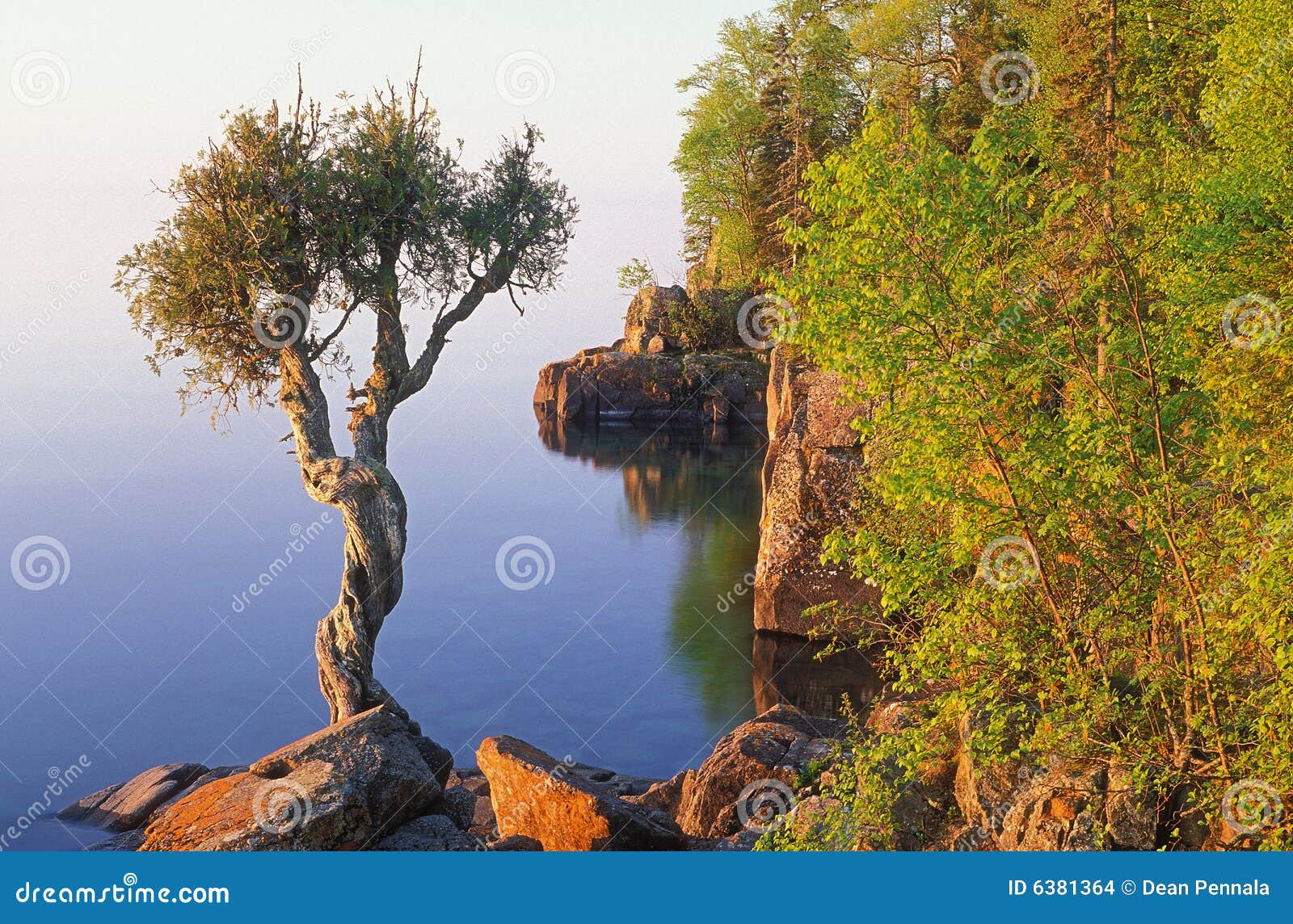 Cedar Tree, Split Log Fence With Ivy Growing Royalty-Free Stock ...