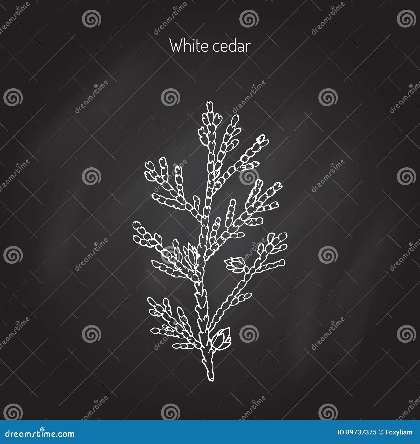 White cedar tree stock vector. Illustration of preparation - 89737375