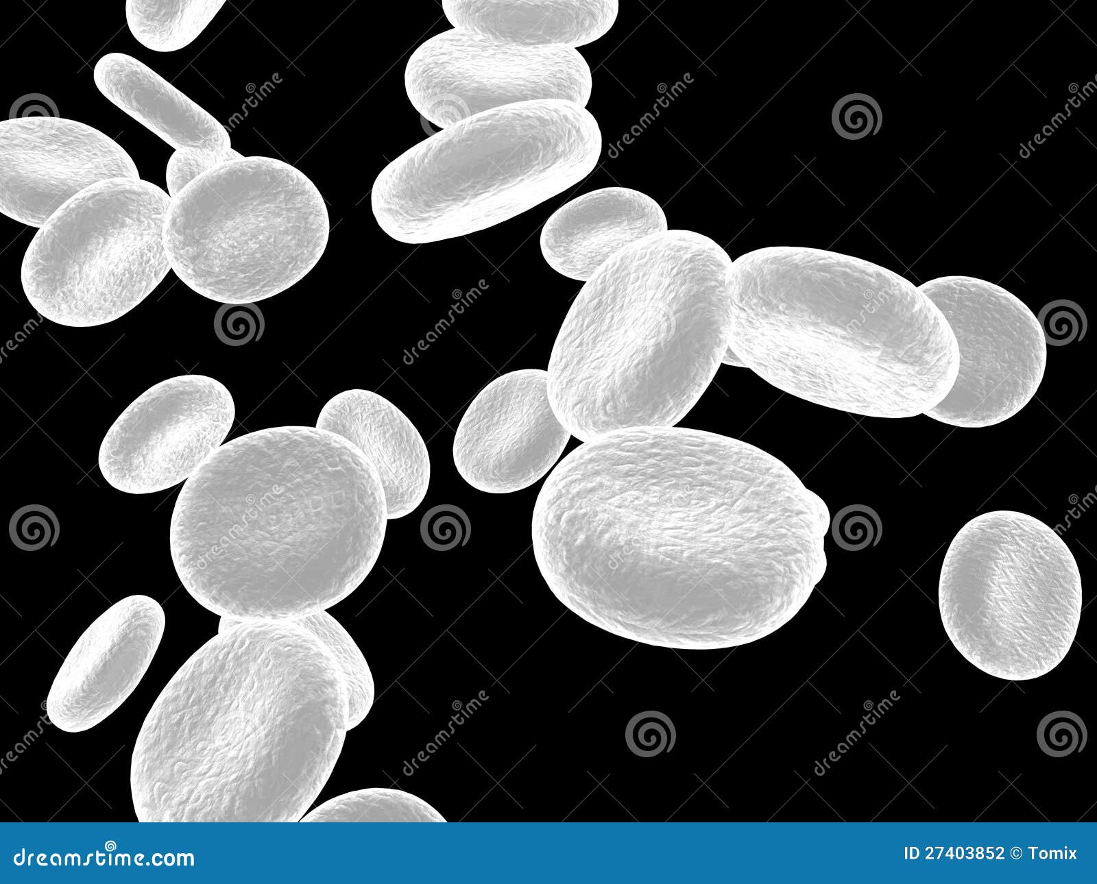 White cells stock illustration. Illustration of blood - 27403852