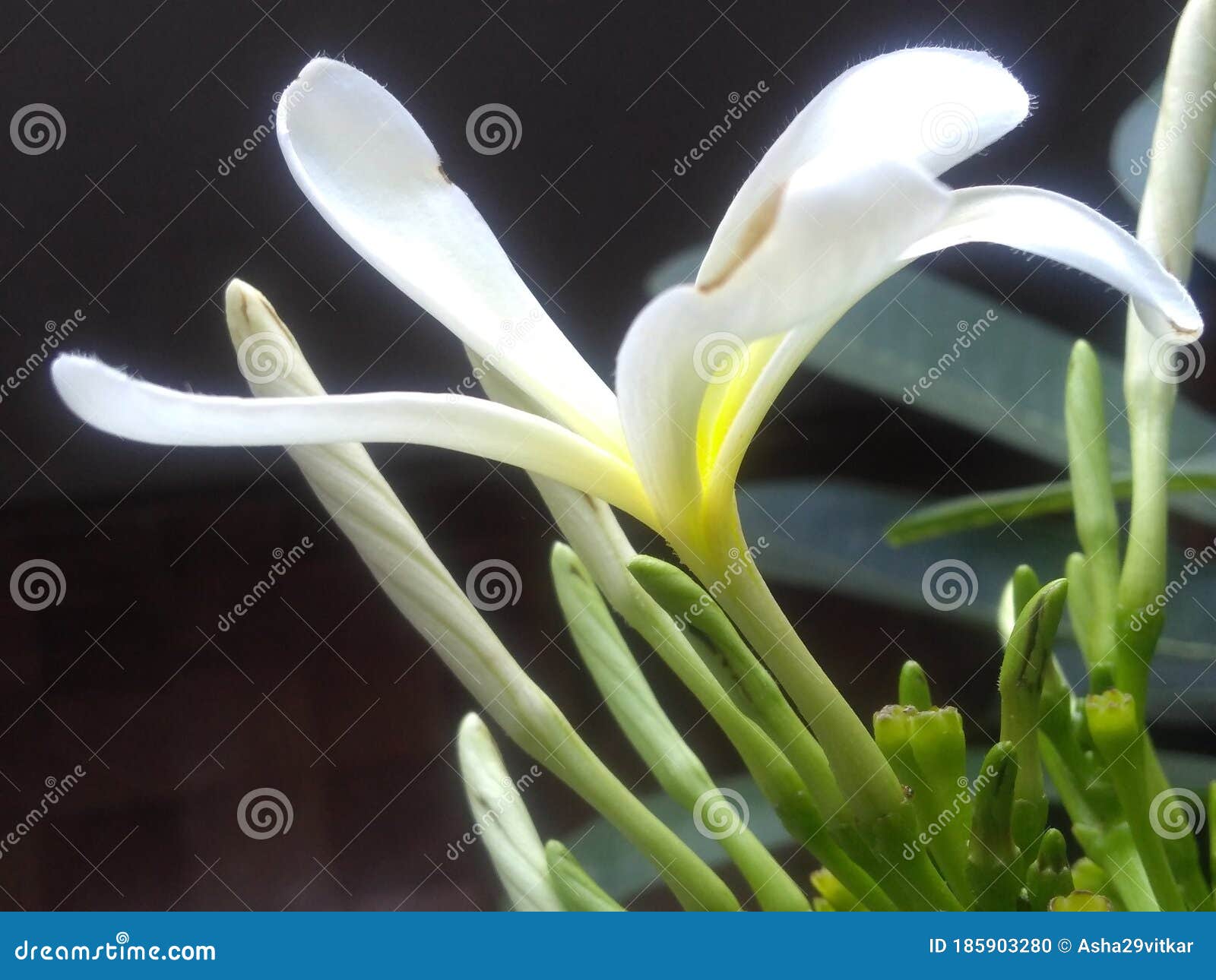White Chafa Flower with Leaf Stock Photo - Image of white, chafa: 185903280