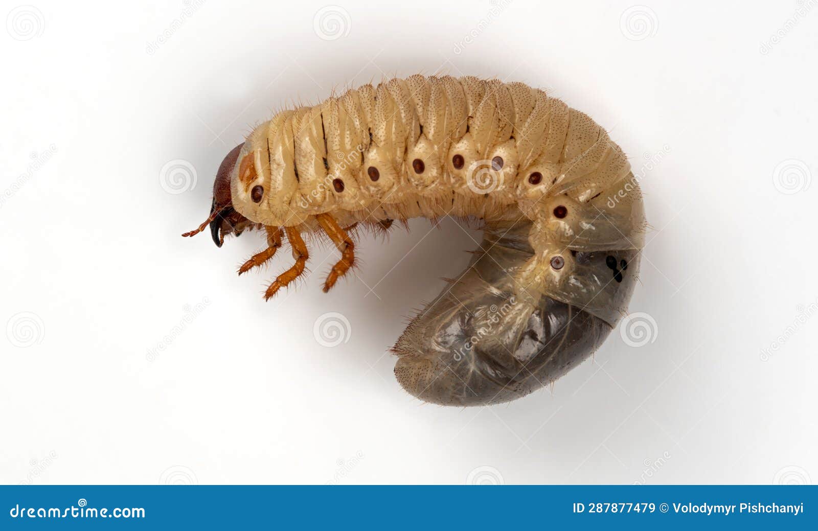 White Chafer Grub Isolated on White Stock Image - Image of spotted ...