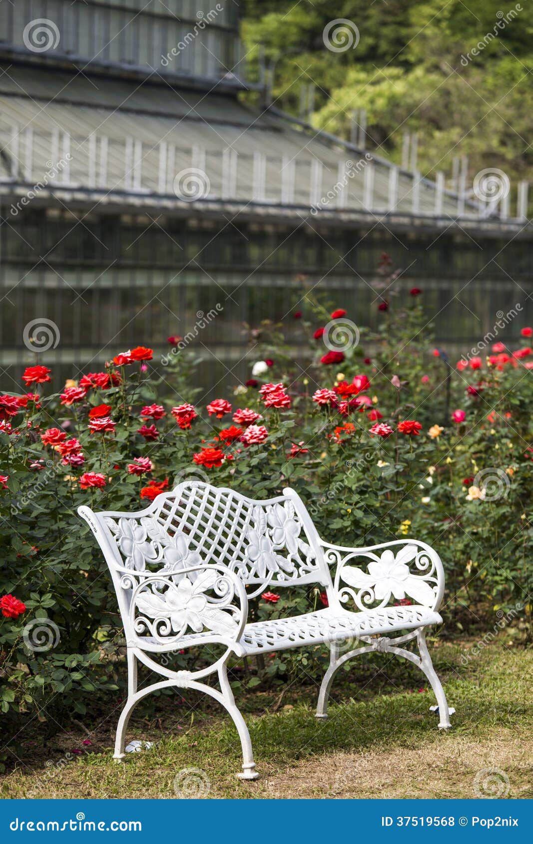 White Chairs on Red Rose Gardens Stock Photo - Image of outdoors ...