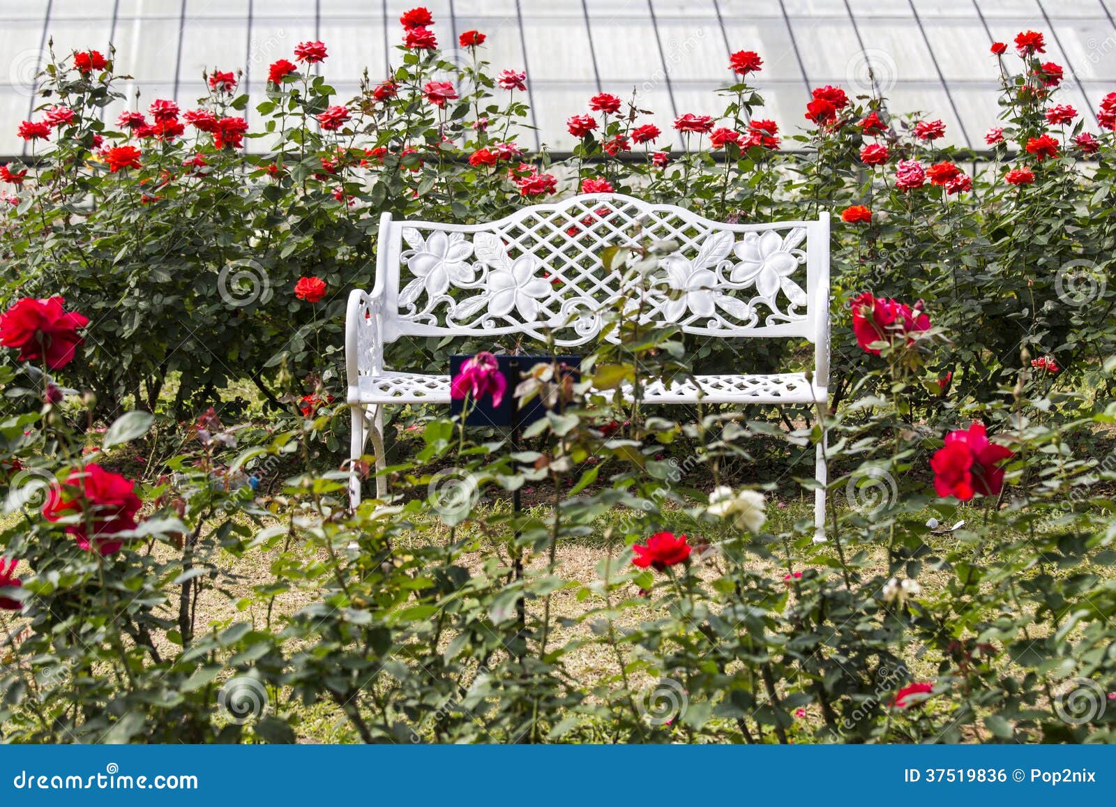 White Chairs on Red Rose Gardens Stock Photo - Image of floral, beauty ...