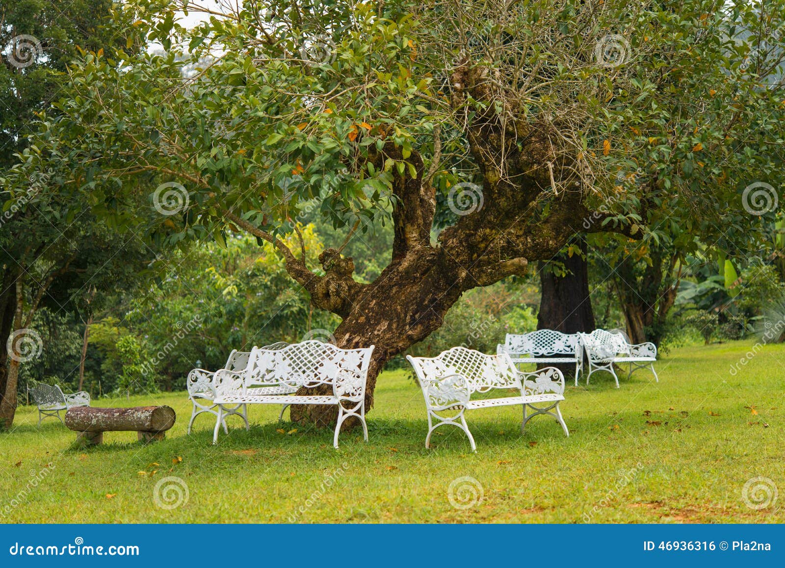 White chairs under tree stock photo. Image of front, foliage - 46936316
