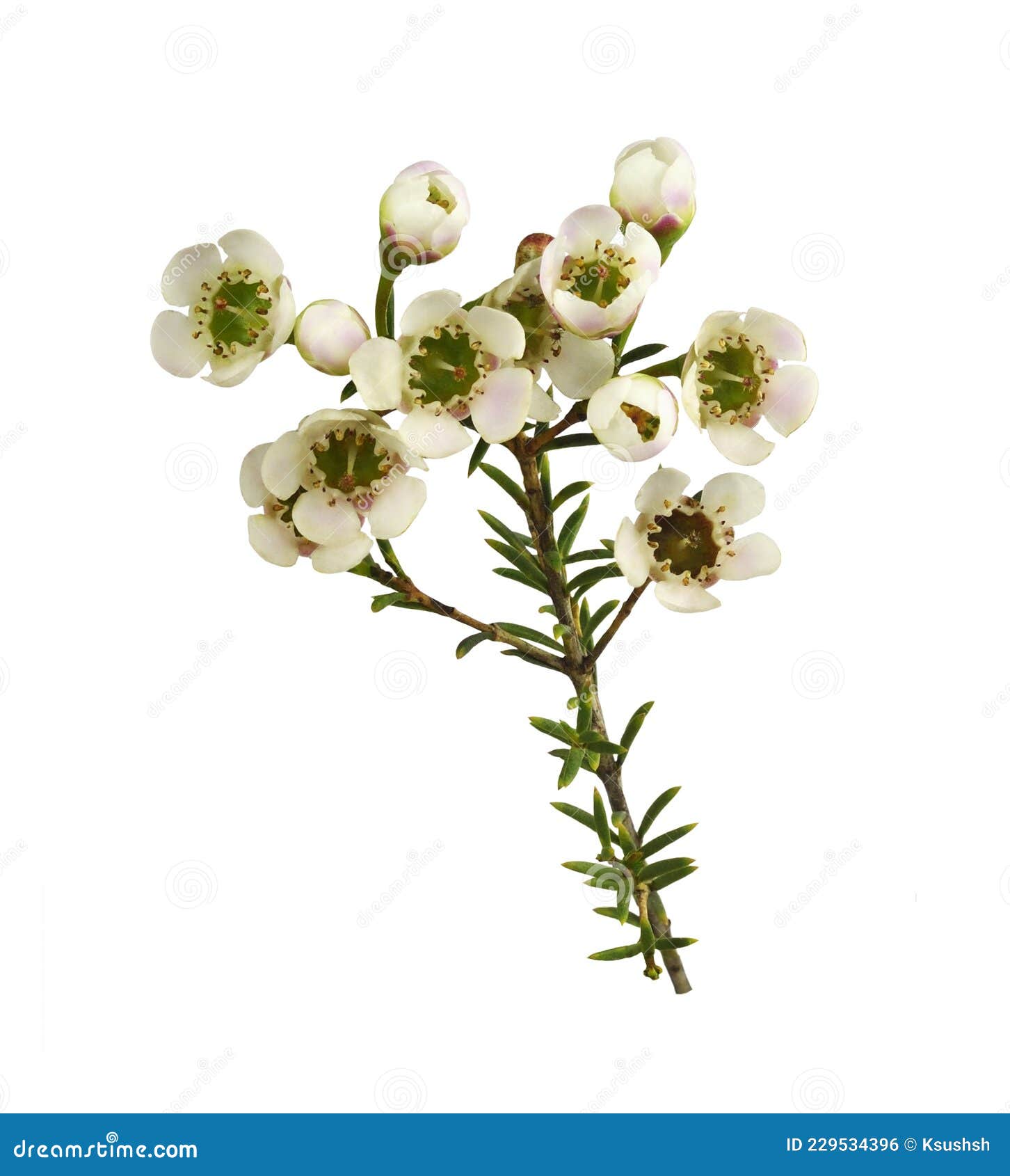 White Chamelaucium Flowers and Buds Isolated Stock Photo - Image of ...