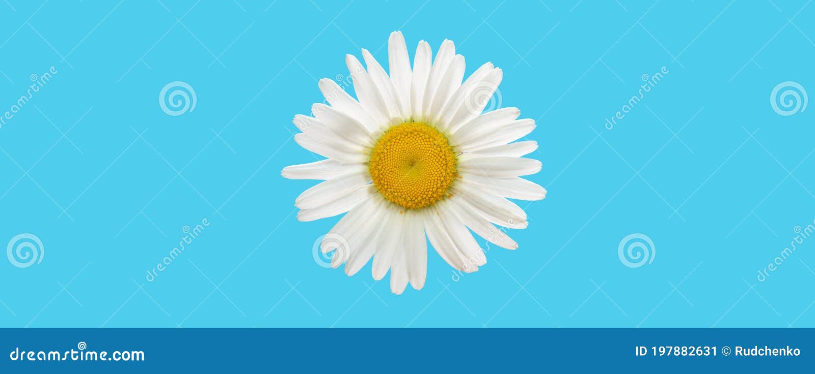 Long Horizontal Watercolor Painting Background. Paper Texture Stock ...