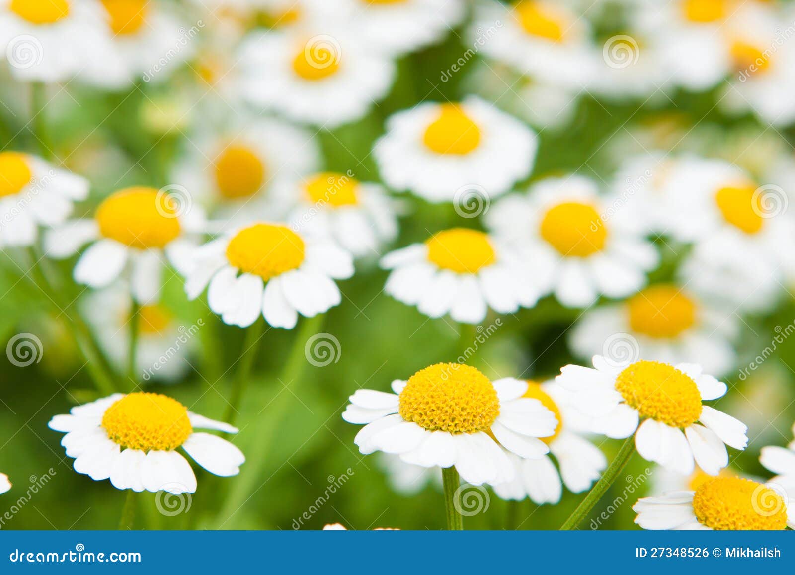 Marguerite Daisy Argyranthemum Frutescens Stock Photography ...
