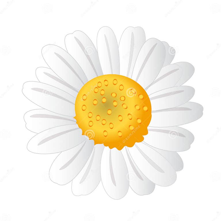 White Chamomile.Spring Flower Stock Vector - Illustration of camomile ...