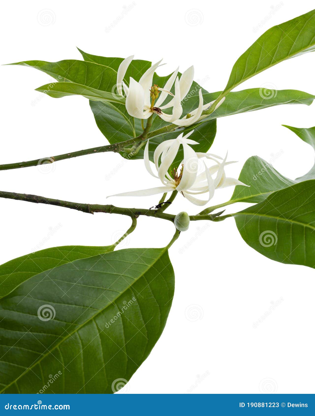 White Champaca Flowers with Leaves on Branch Isolated on White ...