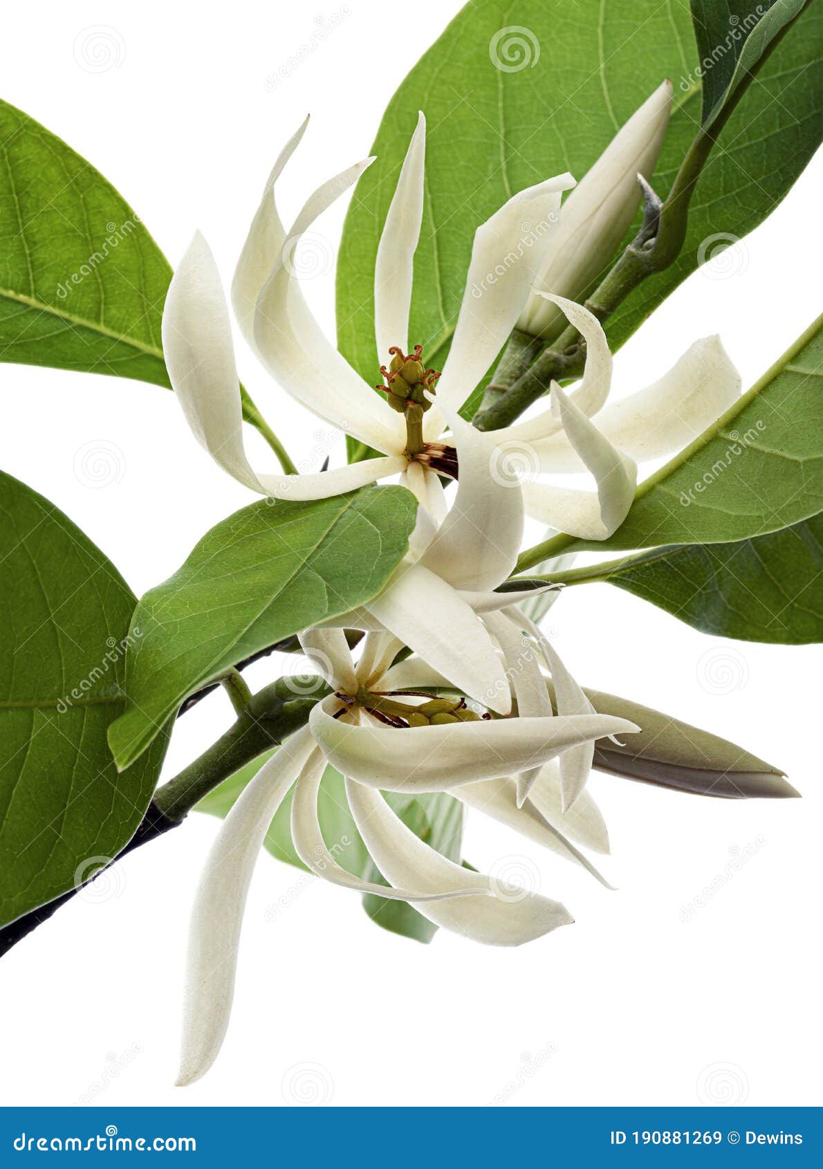 White Champaca Flowers with Leaves on Branch Isolated on White ...