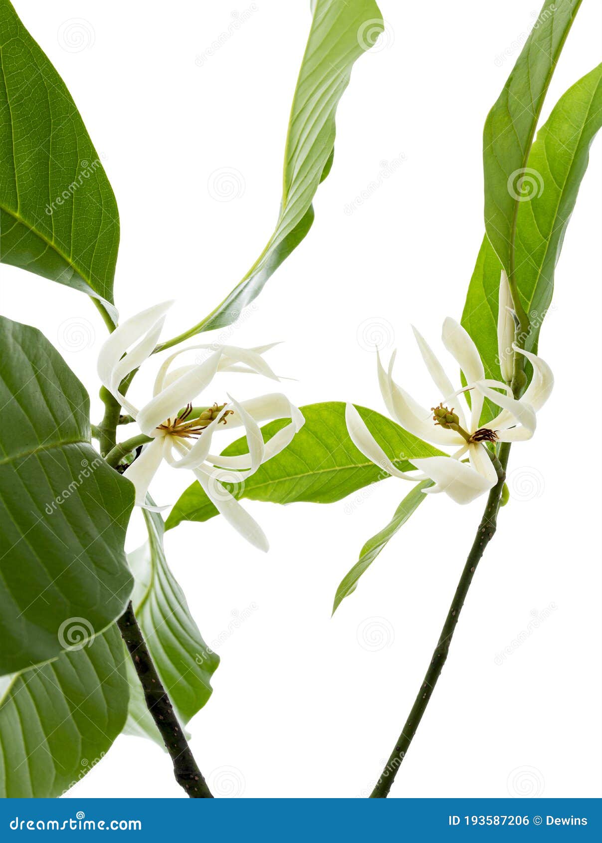 White Champaca Flowers with Leaves on Branch Isolated on White ...