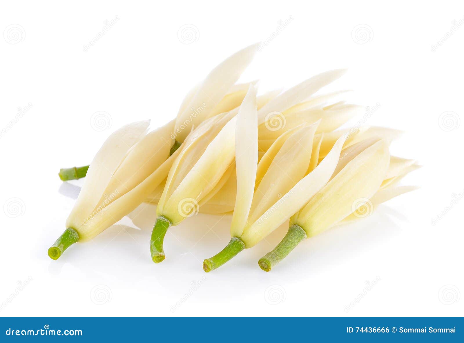 White Champaka stock photo. Image of background, petal - 74436666