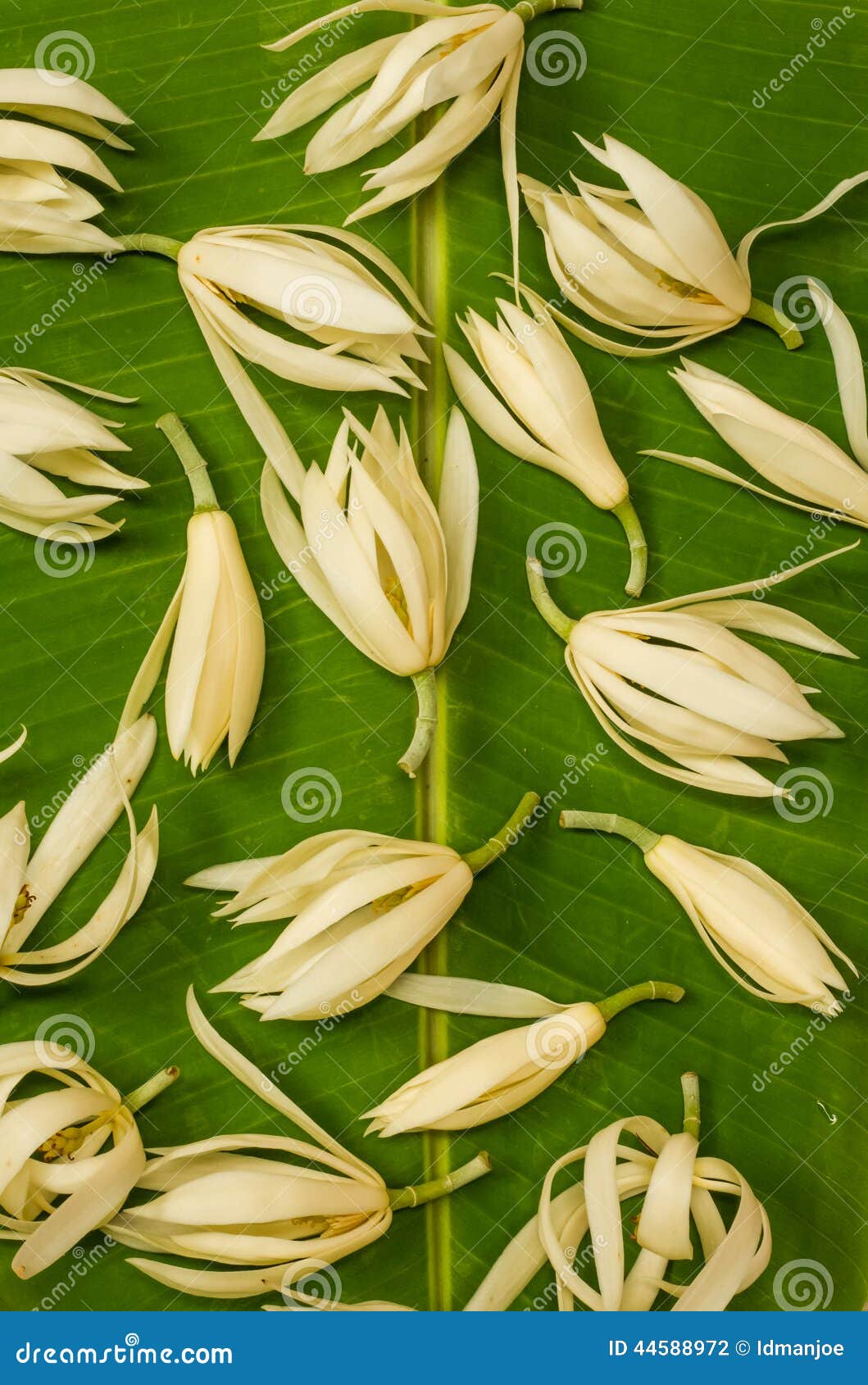 White champaka stock photo. Image of champaka, colorful - 44588972