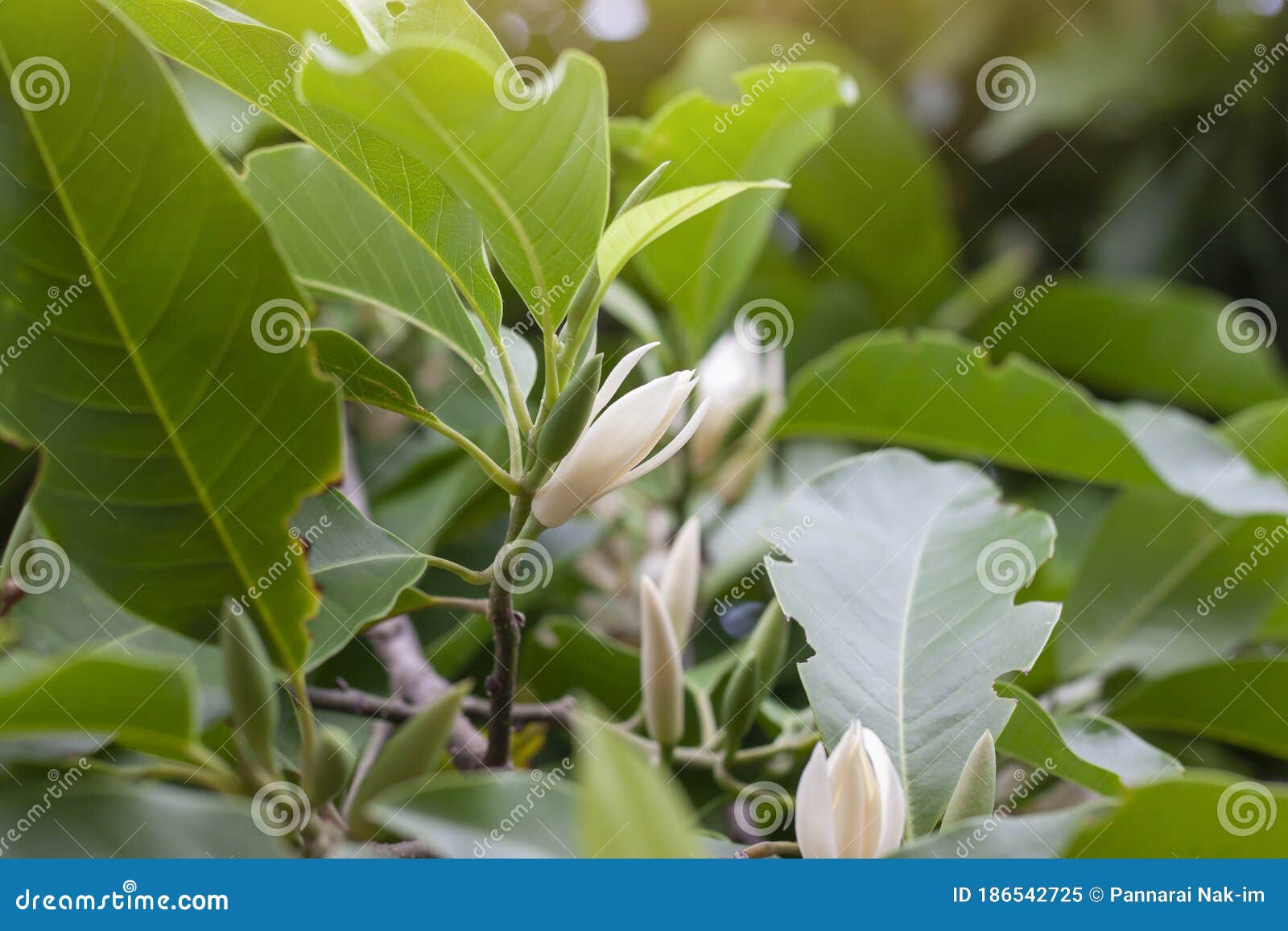 White Champaka Bloom on Tree in the Garden. Stock Image - Image of ...