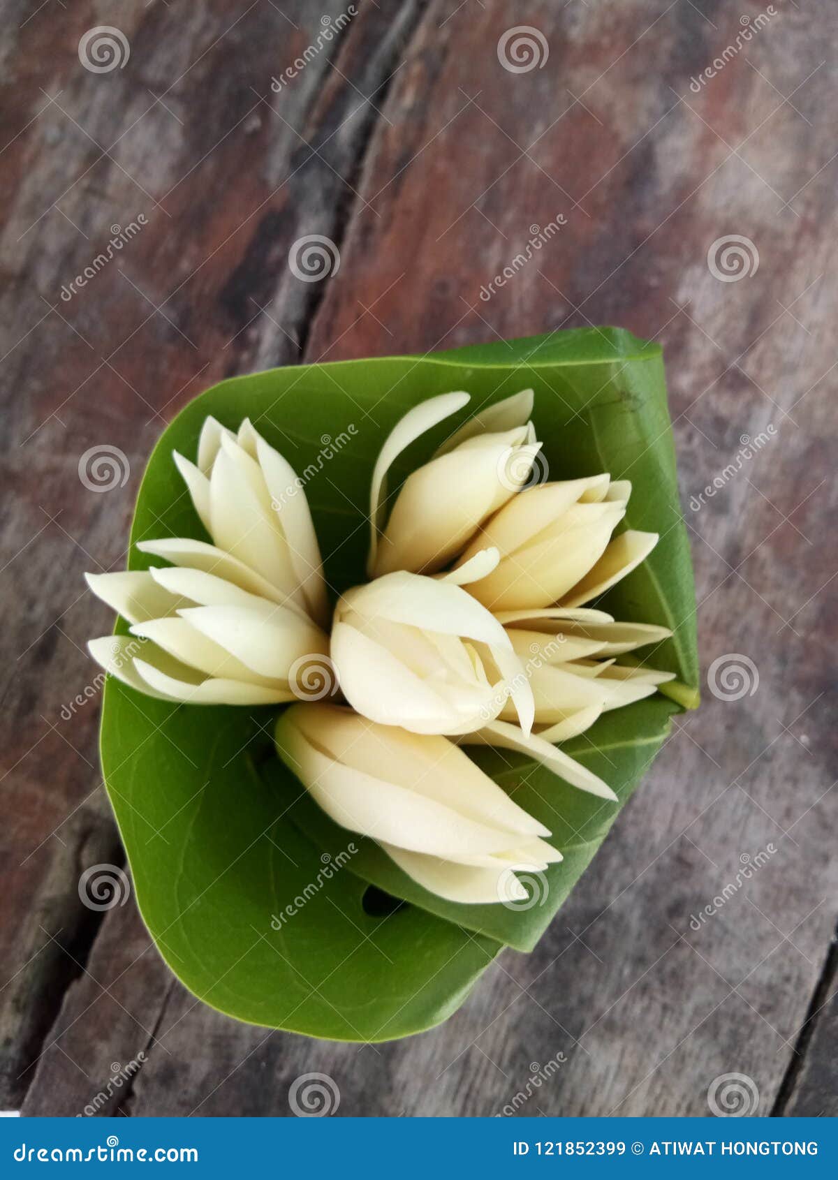 White Champaka stock image. Image of champaka, paniclechampaka - 121852399