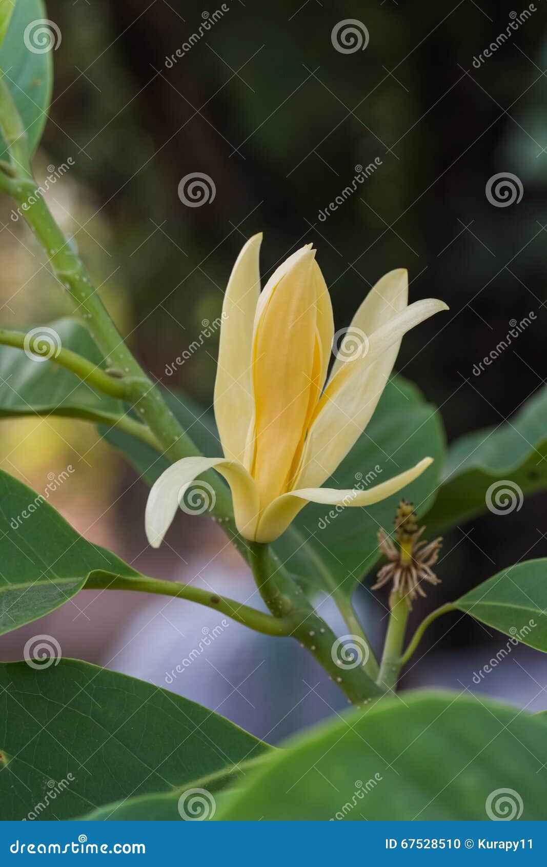 White Champaka are Blooming on Tree. Stock Photo - Image of natural ...
