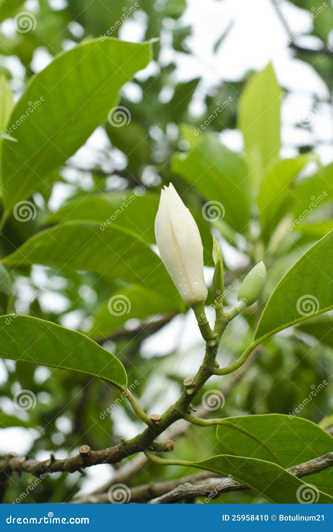 White Champaka is flower stock photo. Image of spring - 25958410