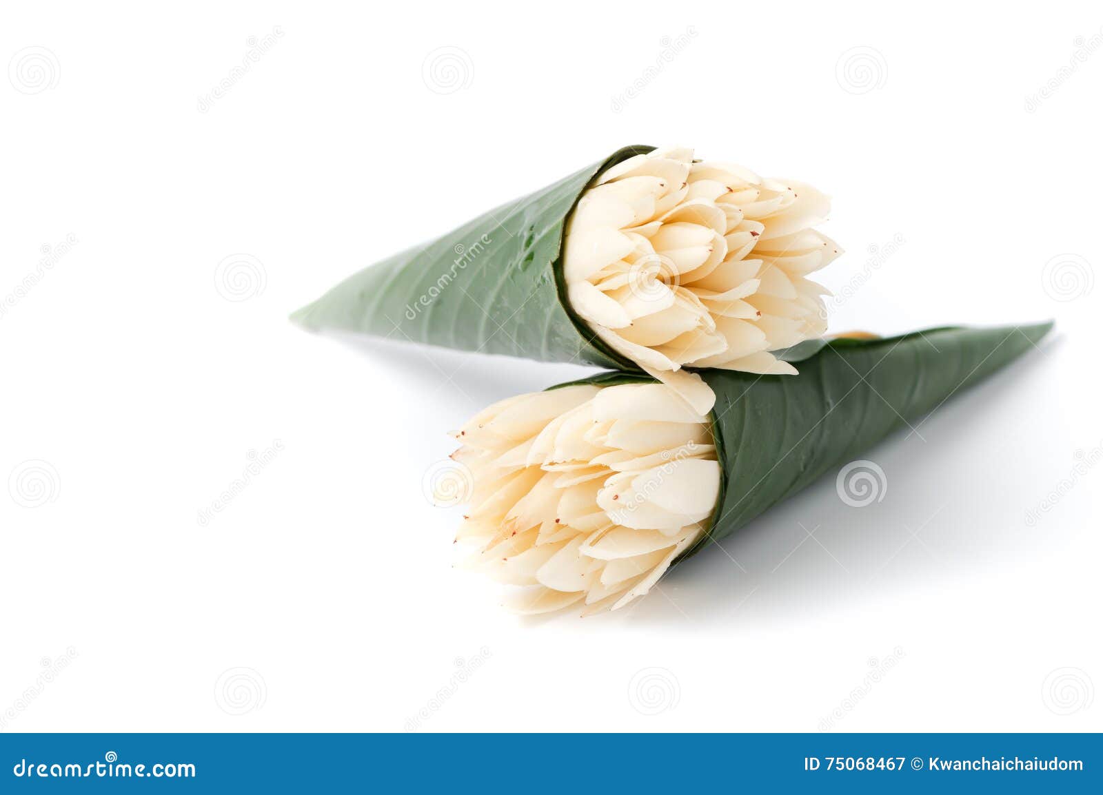 White Champaka flower stock image. Image of babana, closeup - 75068467