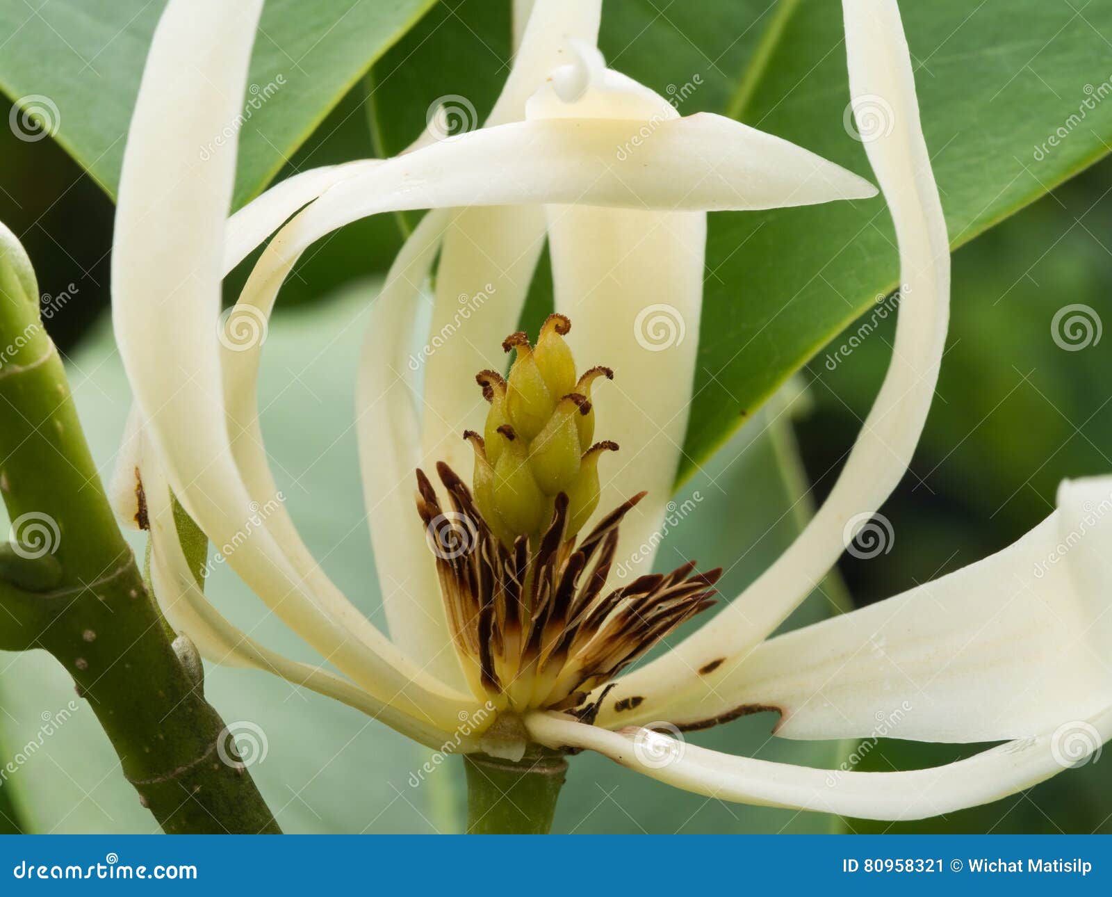 White Champaka Flower Blooming Stock Image - Image of fragility, petal ...