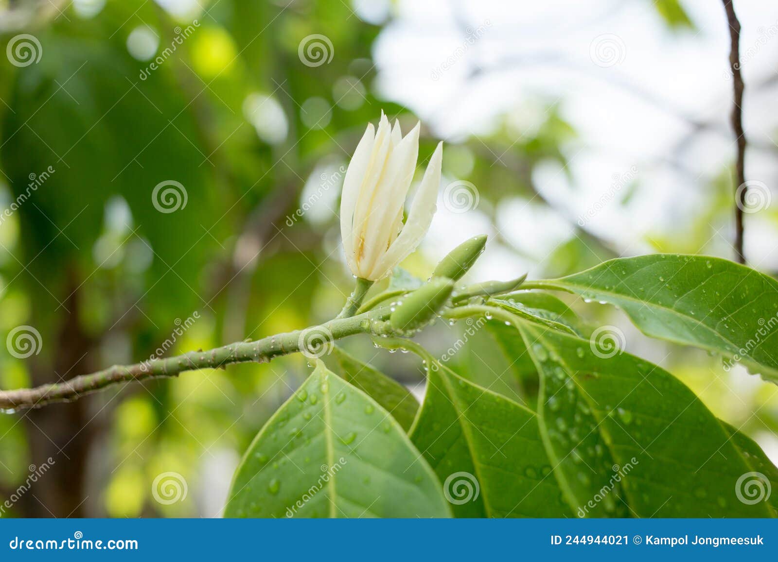 White Champaka Flower Blooming Water Droplets Stock Image - Image of ...