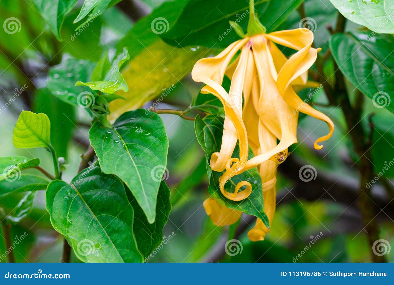 White Champaka Flower Isolate on Background in Spring Summer Stock ...