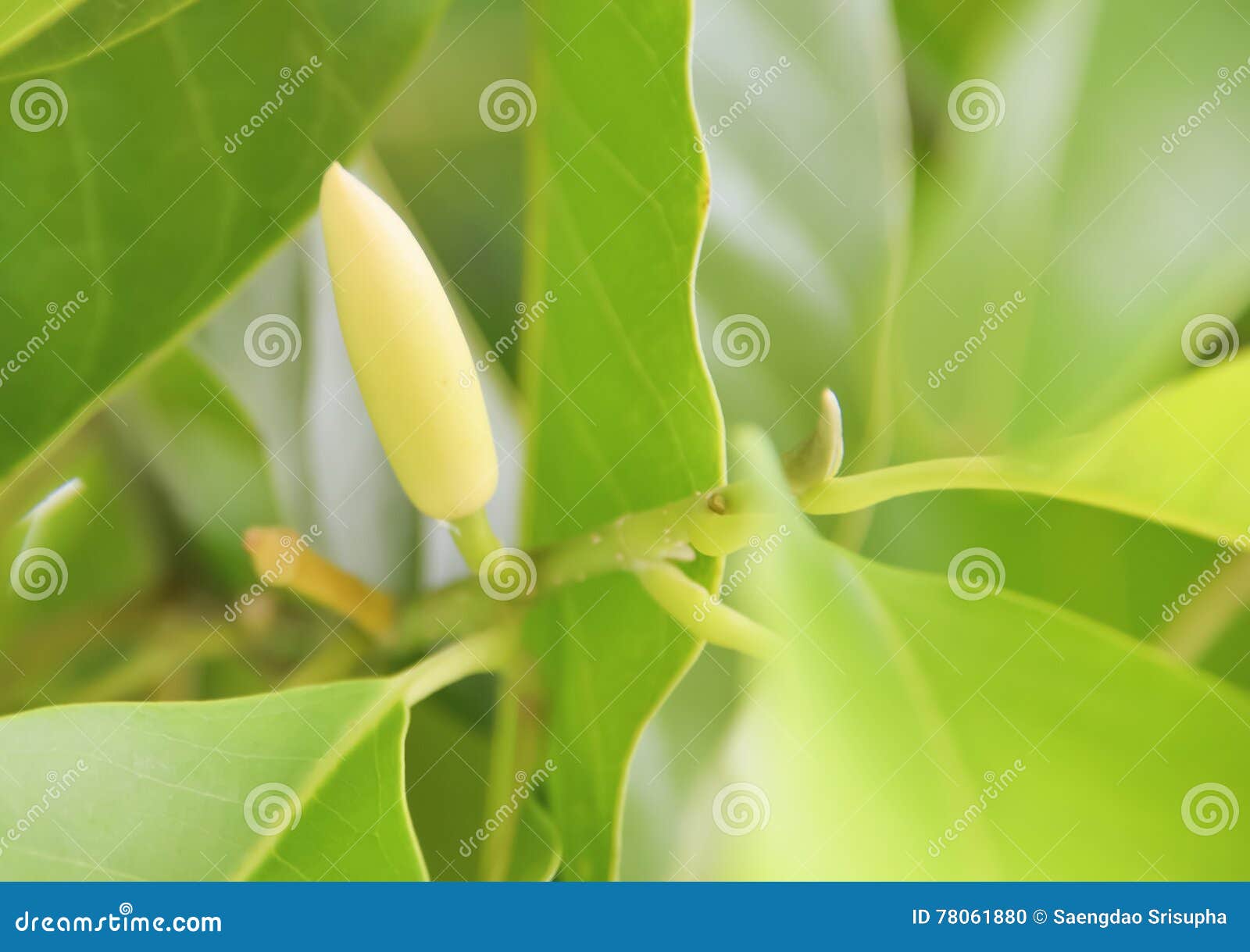 White Champaka stock photo. Image of alba, magnolia, garden - 78061880