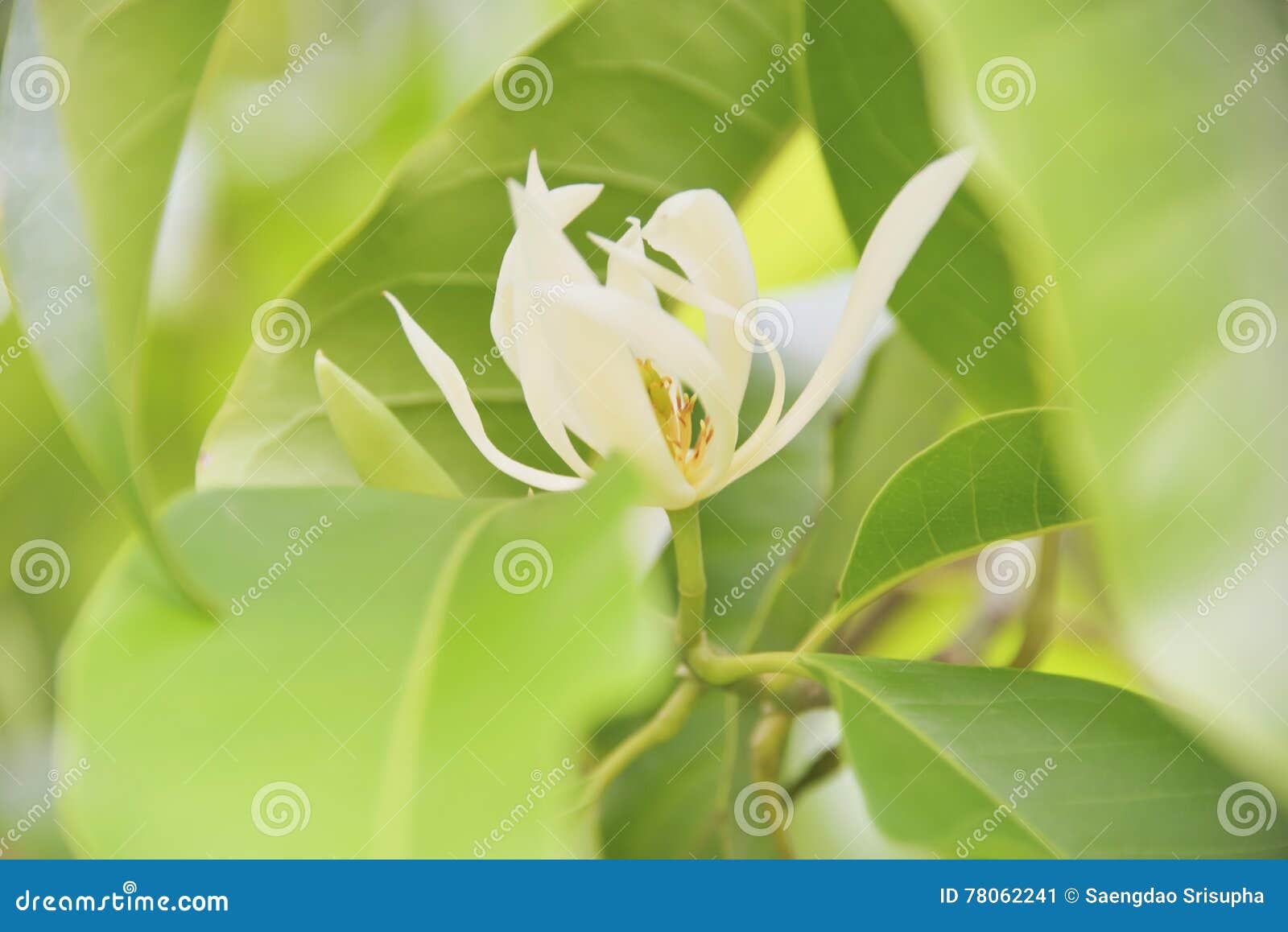 White Champaka stock image. Image of alba, beauty, natural - 78062241