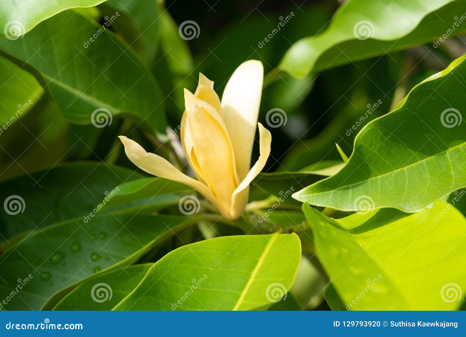 White Champaka Flowers and Green Leaves with Sunlight. Stock Photo ...