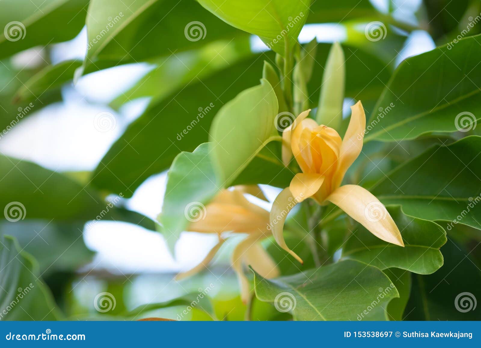 White Champaka Flowers and Green Leaves with Sunlight Stock Image ...