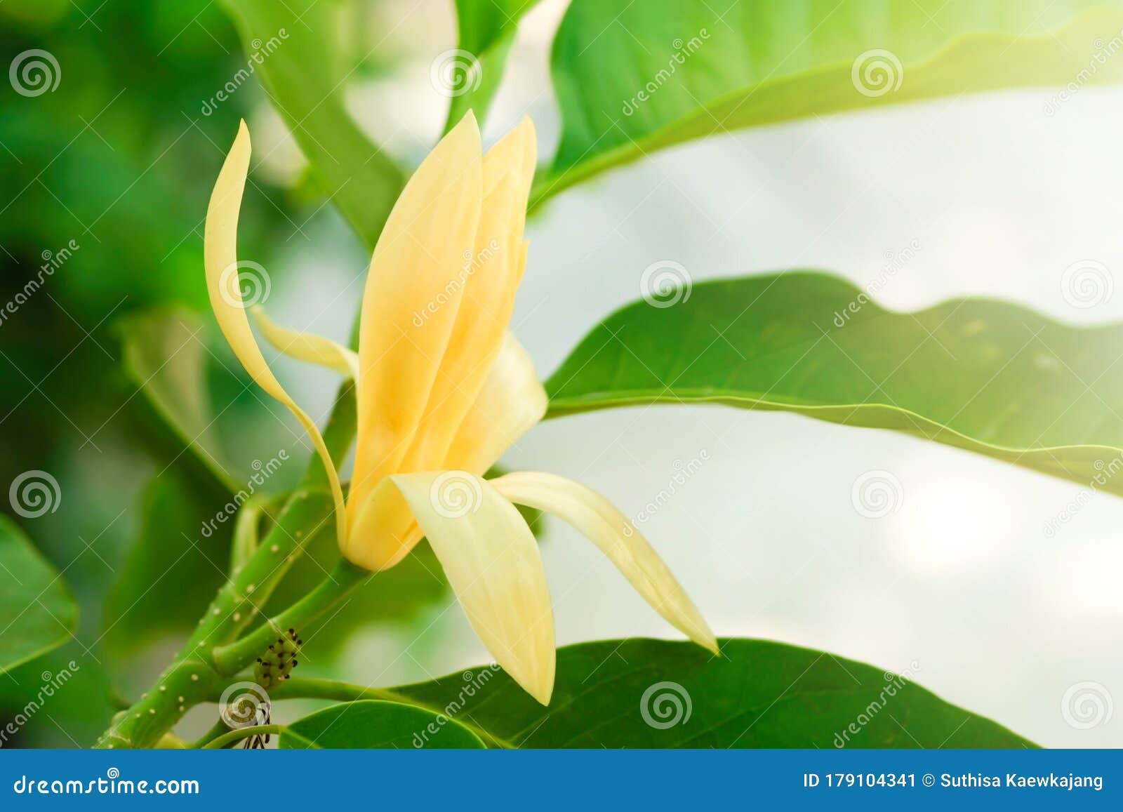 White Champaka Flowers and Green Leaves with Sunlight Stock Image ...