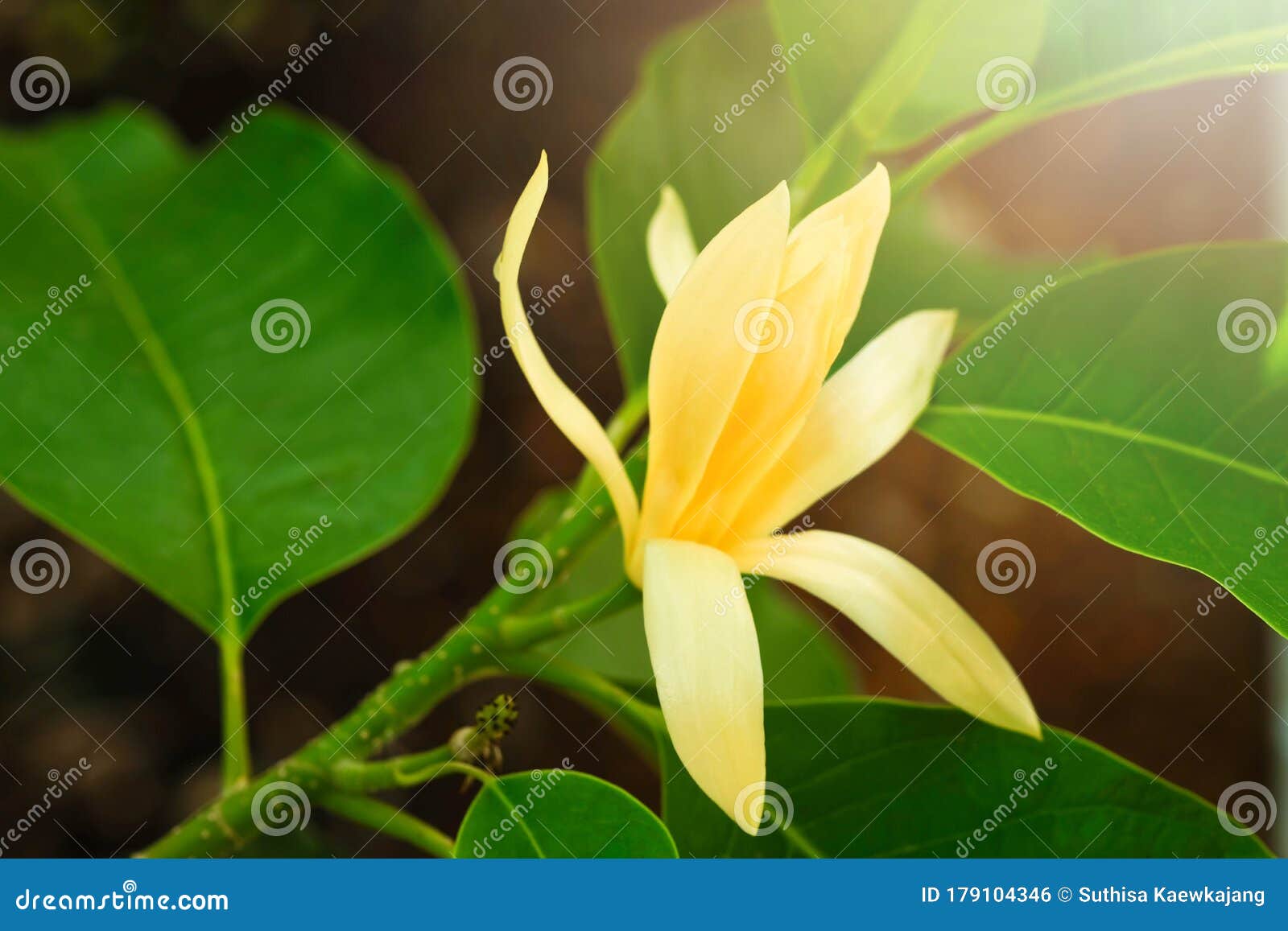 White Champaka Flowers and Green Leaves with Sunlight Stock Photo ...