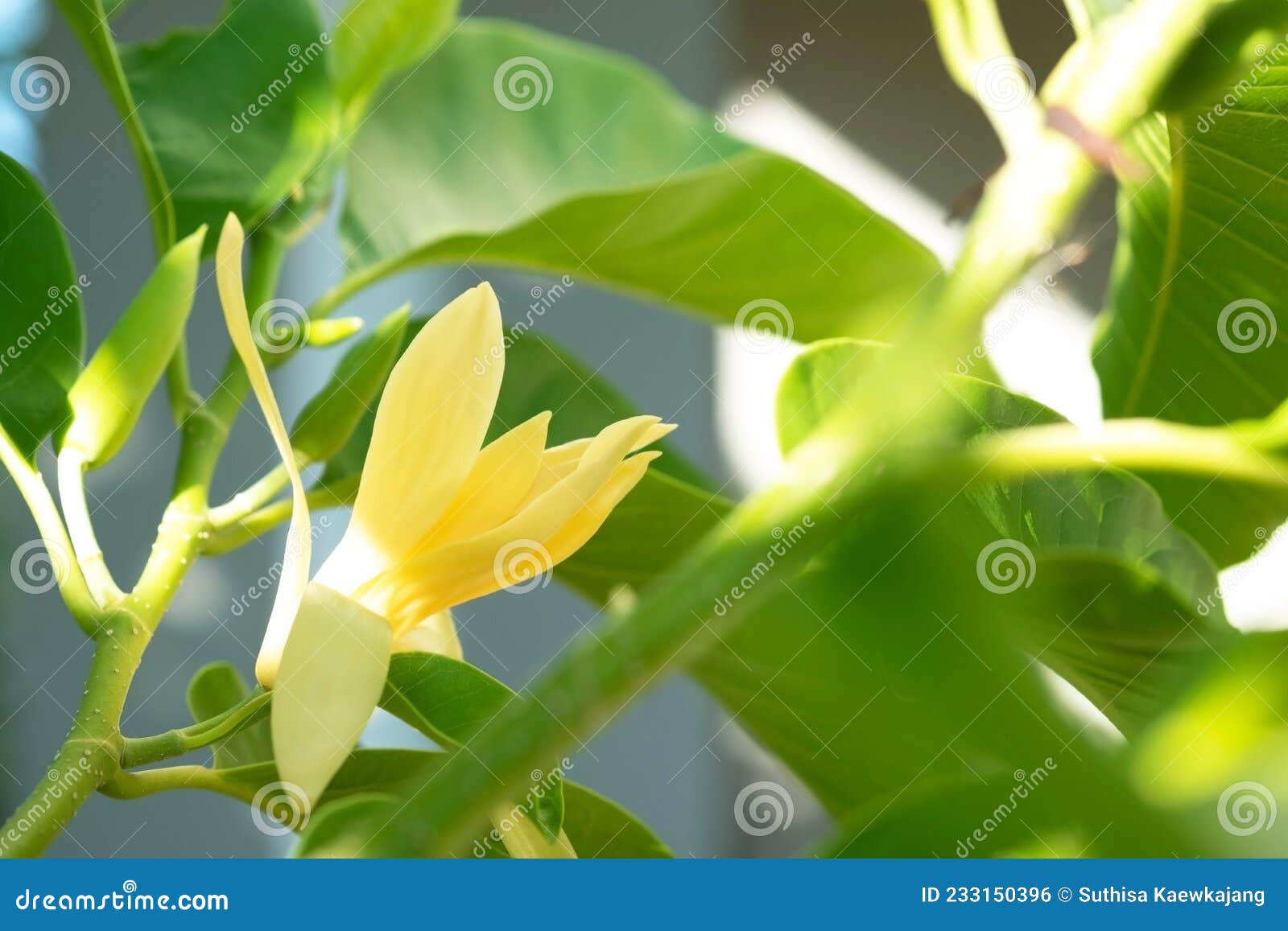 White Champaka Flowers and Green Leaves with Sunlight Stock Photo ...