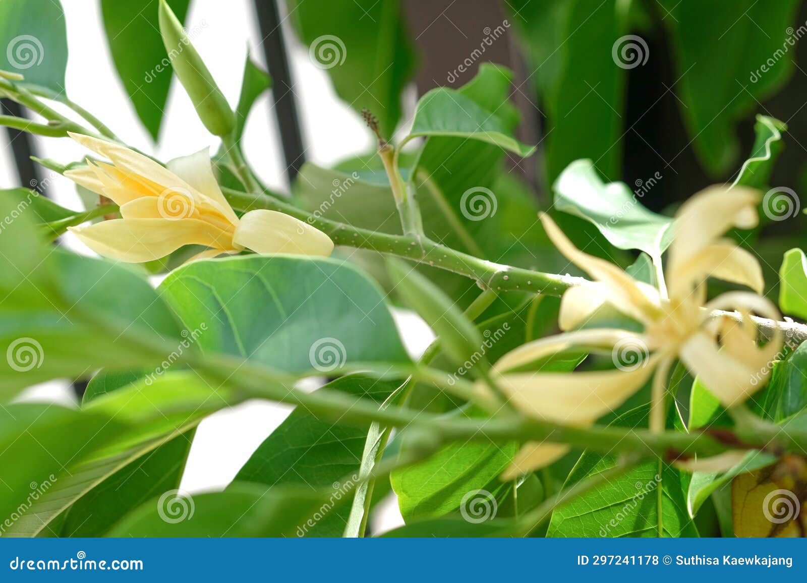 White Champaka Flowers and Green Leaves with Sunlight Stock Photo ...
