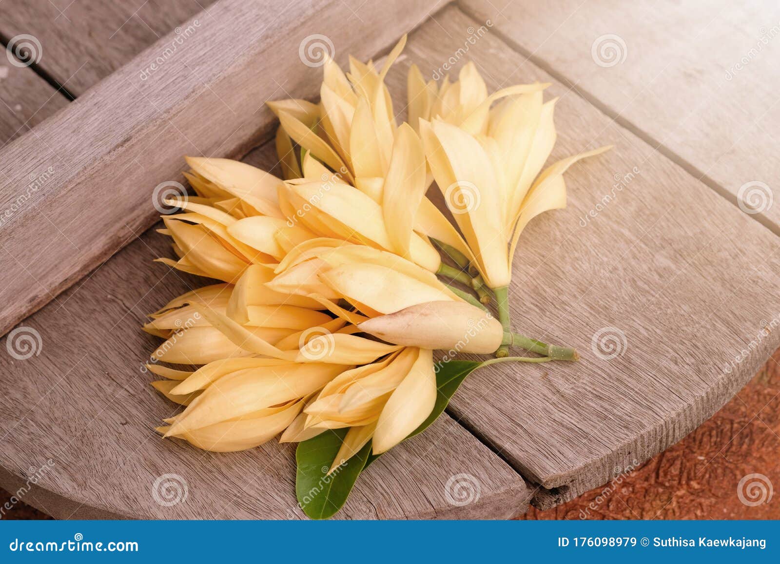 White Champaka Flowers on Wooden with Sunlight Stock Image - Image of ...