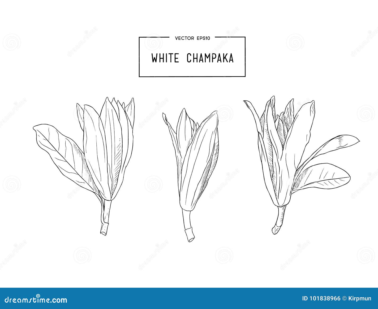 White Champaka vector stock vector. Illustration of closeup - 101838966