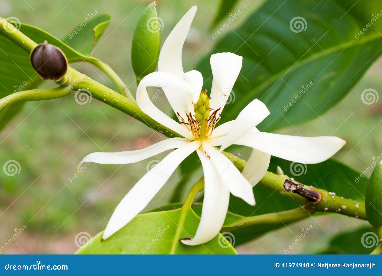 White Champaka on the Tree are Blooming. Stock Photo - Image of berry ...